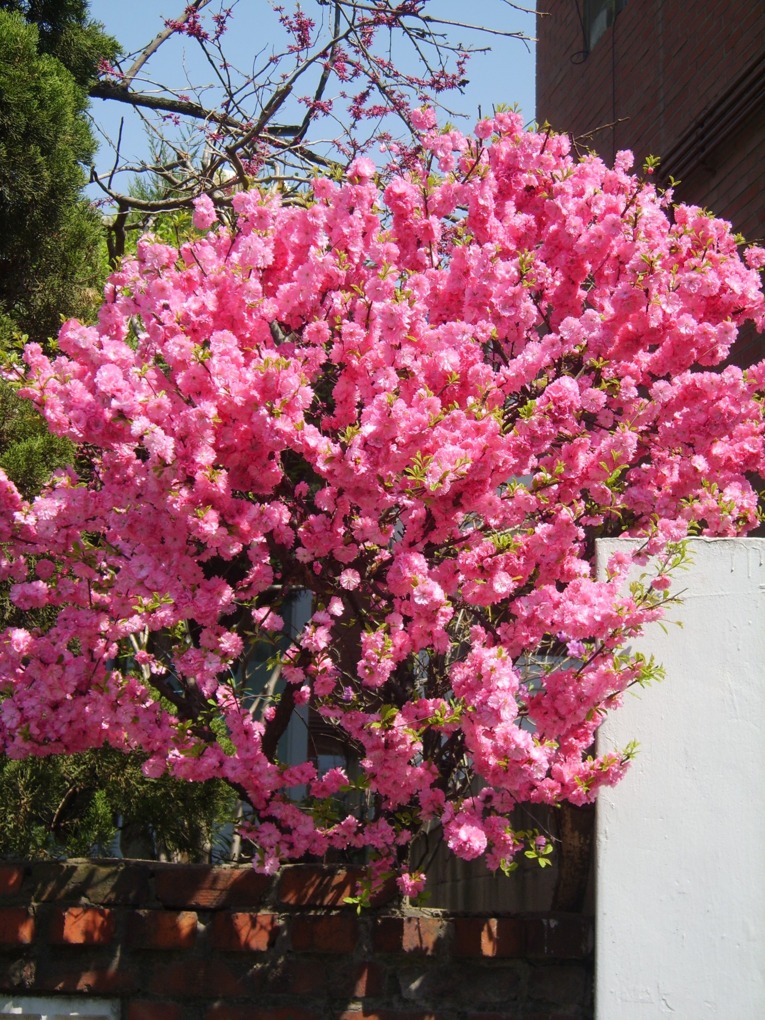 16 Pink Flowering Trees in Spring - ProGardenTips