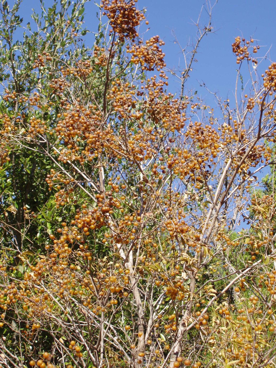 17 Best Flowering Trees For Oklahoma Yards - ProGardenTips