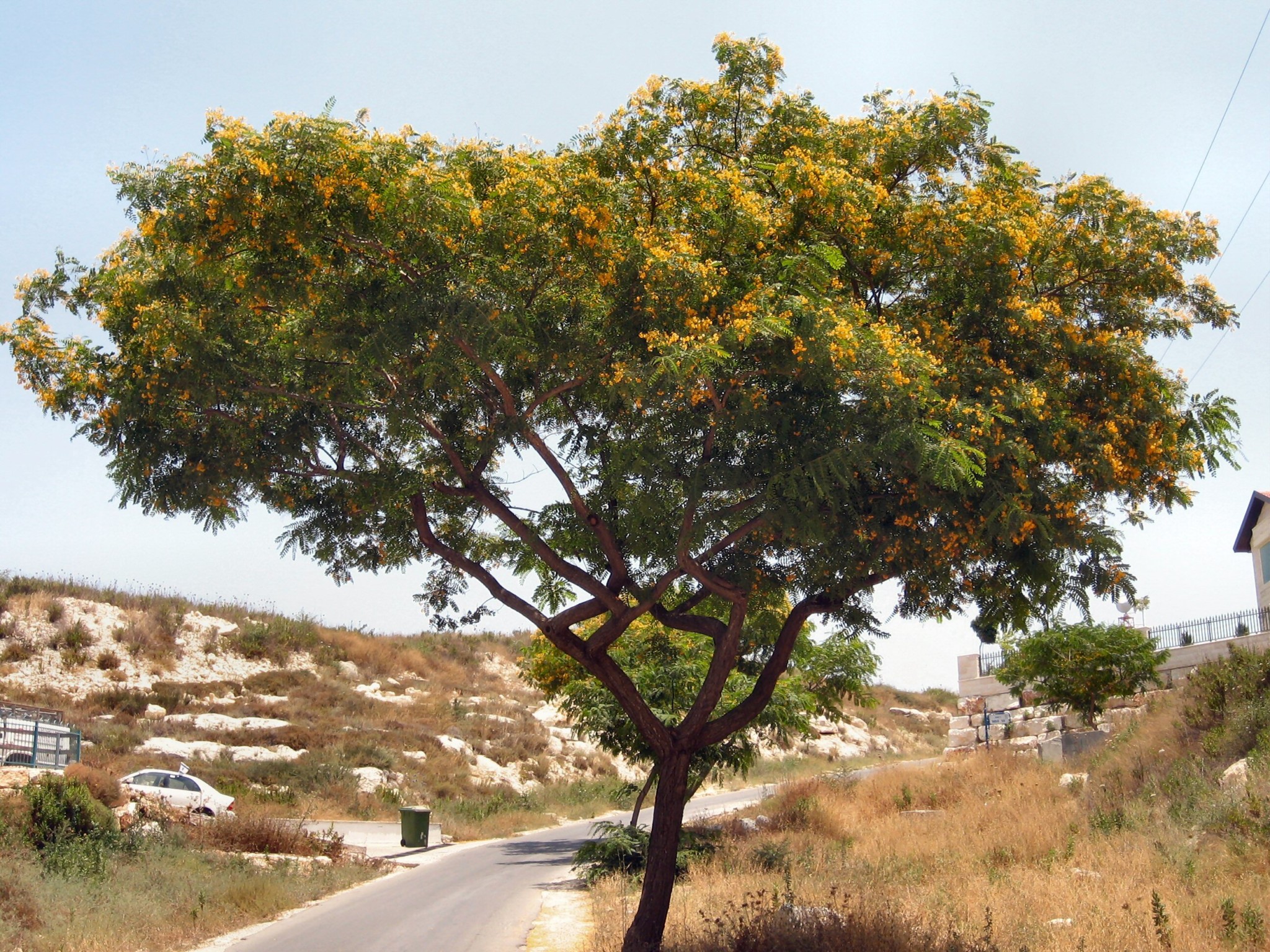 21 Flowering Trees For Arizona - ProGardenTips