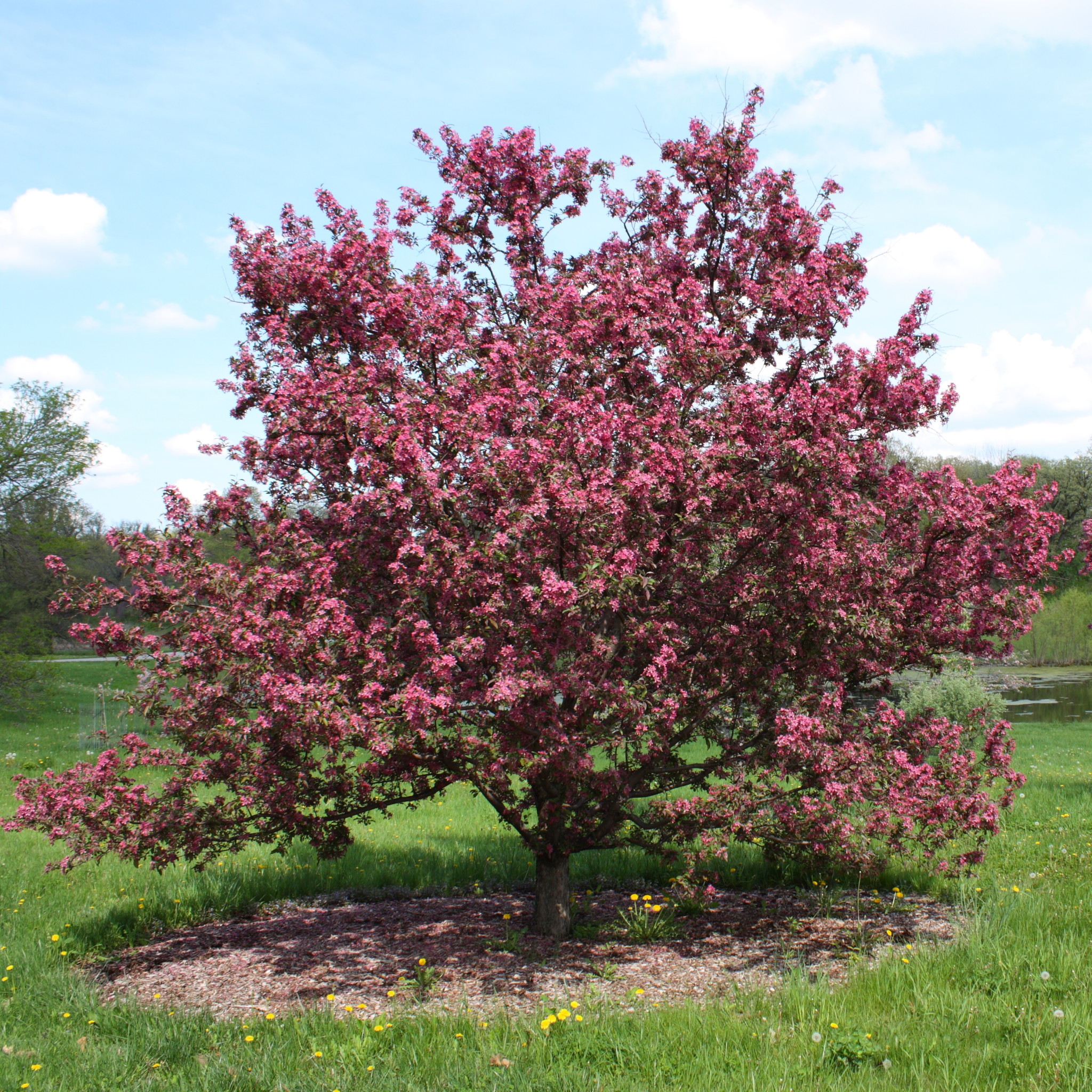 23 Flowering Trees For Pennsylvania Gardens (By Color) - ProGardenTips