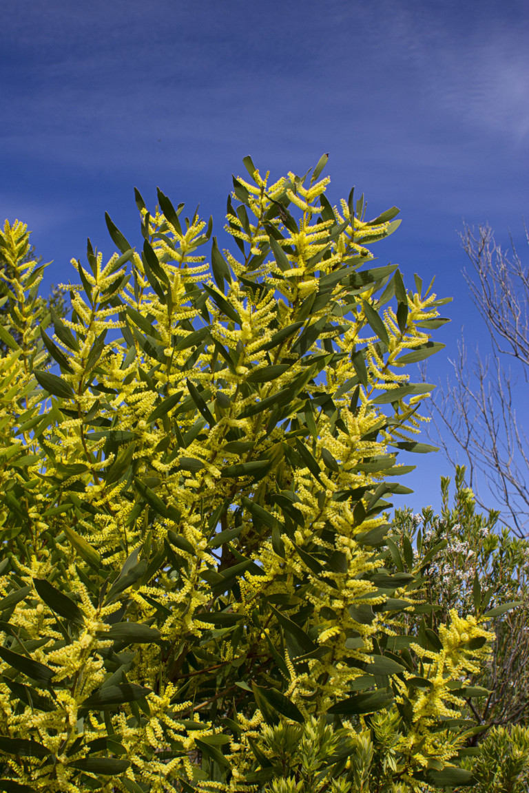 24 Yellow Flowering Trees in Spring - ProGardenTips