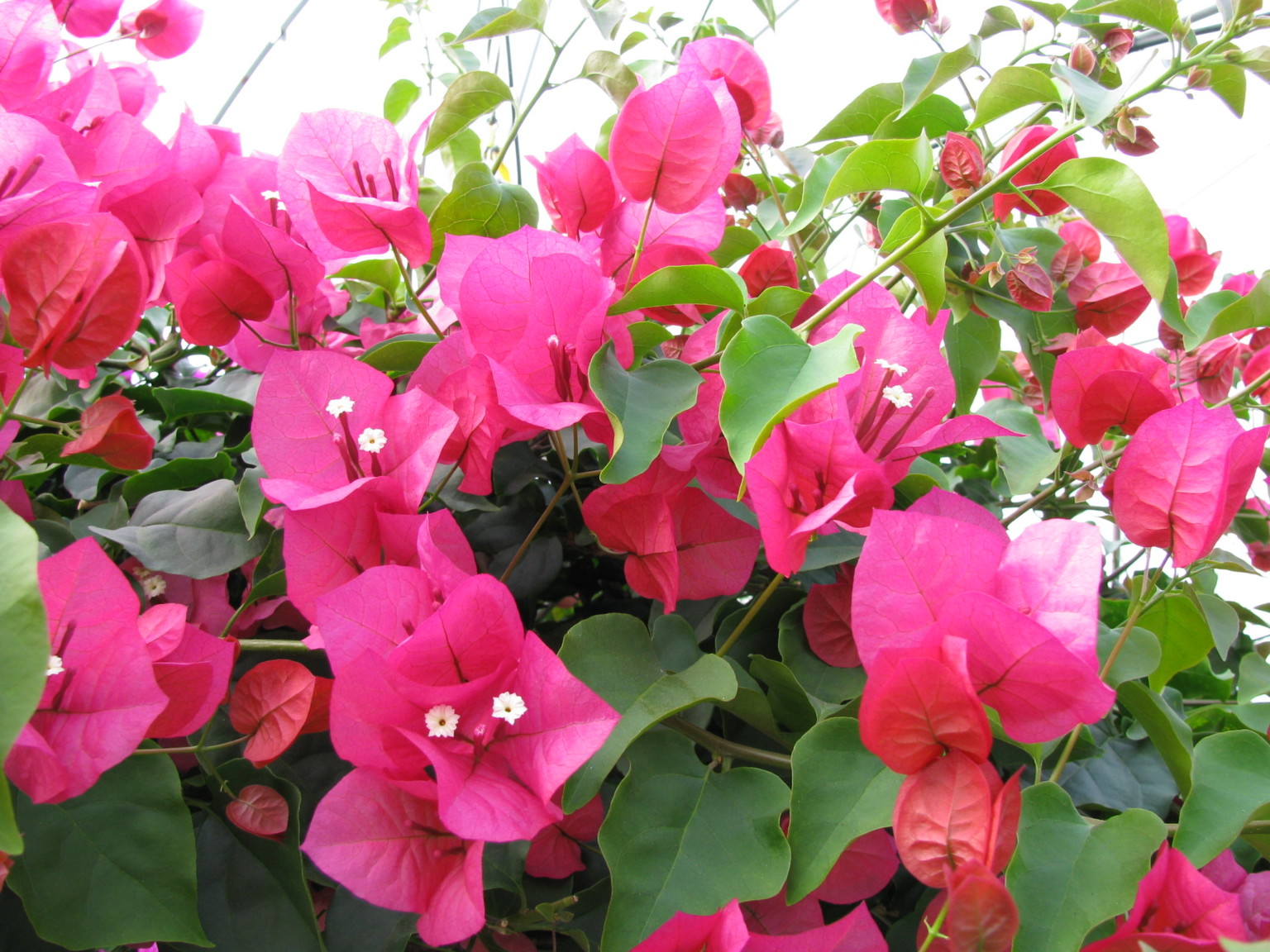 21 Flowering Trees For Arizona - ProGardenTips