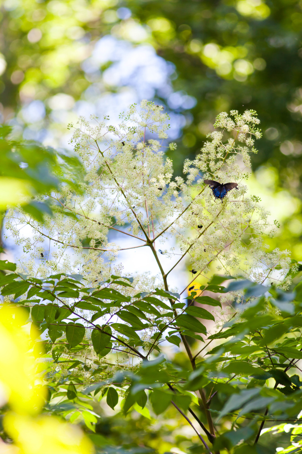 20 Beautiful Flowering Trees For Indiana - ProGardenTips