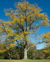 23 Most Common Trees in Nebraska - ProGardenTips