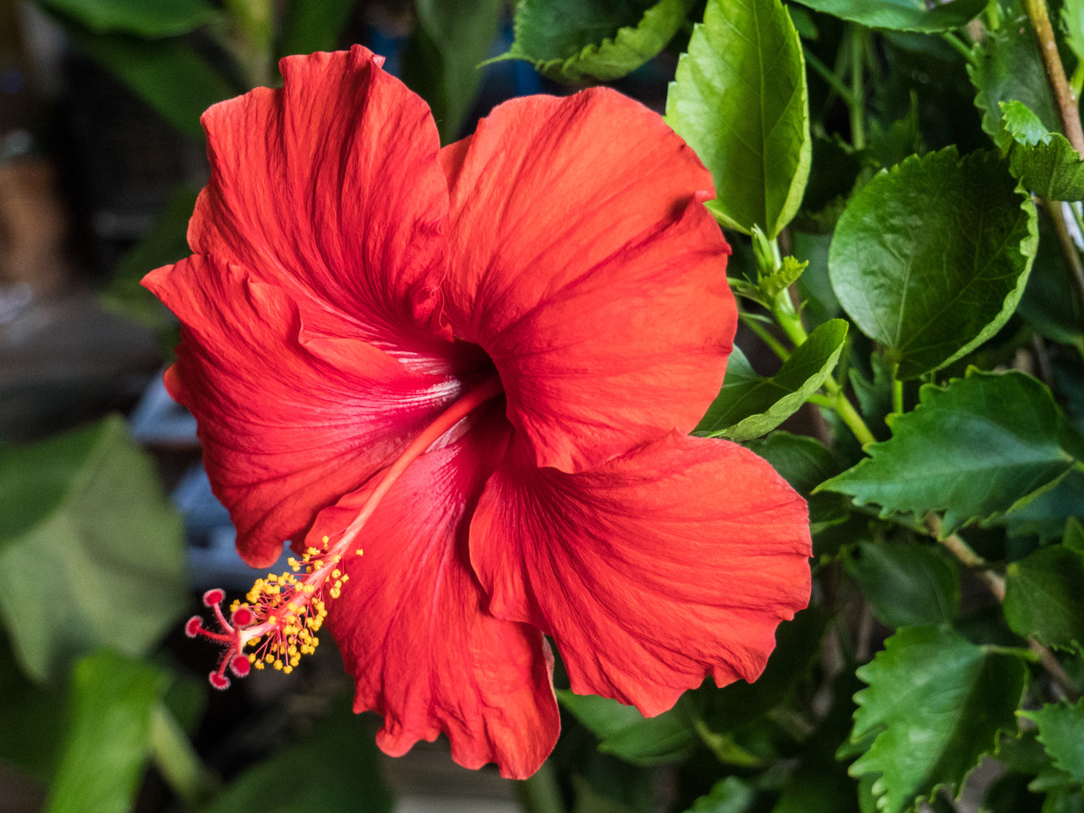 21 Flowering Trees For Arizona - ProGardenTips