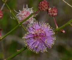 8 Types of Mimosa Trees - ProGardenTips