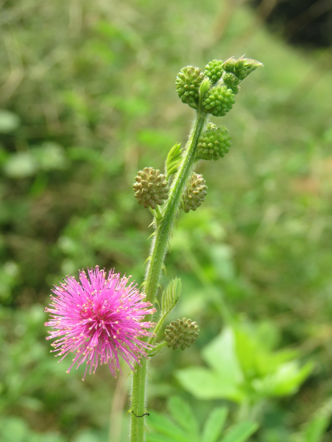 8 Types of Mimosa Trees - ProGardenTips