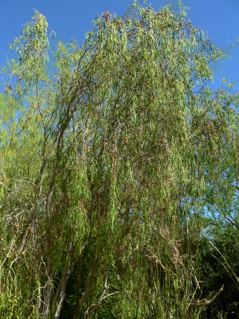 24 Yellow Flowering Trees in Spring - ProGardenTips