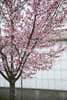 20 Great Flowering Trees For Ohio (by color) - ProGardenTips
