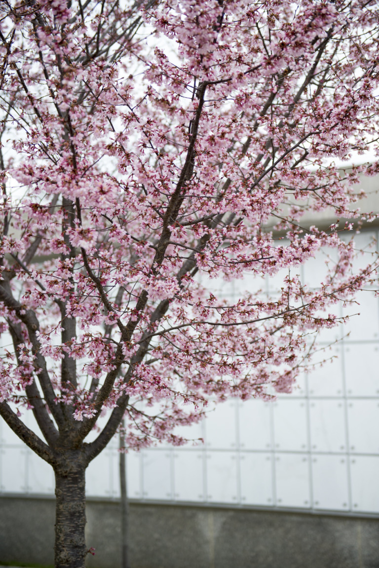 20 Great Flowering Trees For Ohio (by color) - ProGardenTips