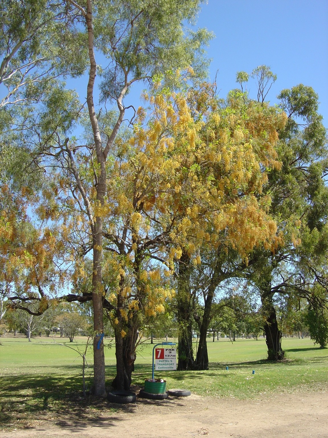 17 Beautiful Cassia Tree Varieties - ProGardenTips