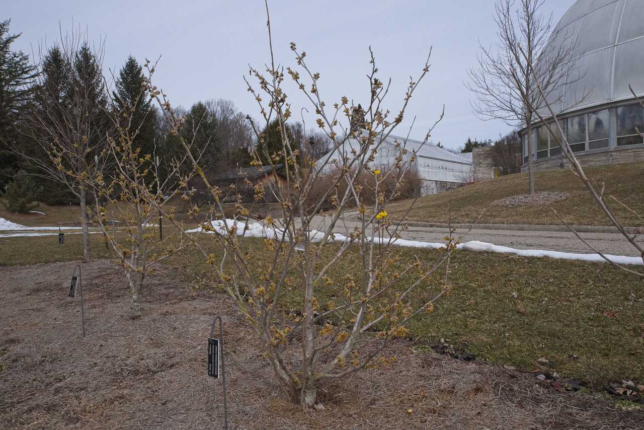 22 Stunning Witch Hazel Tree Varieties - ProGardenTips