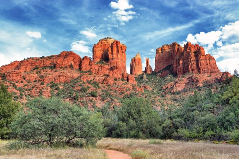 9 Types Of Oak Trees in Arizona - ProGardenTips