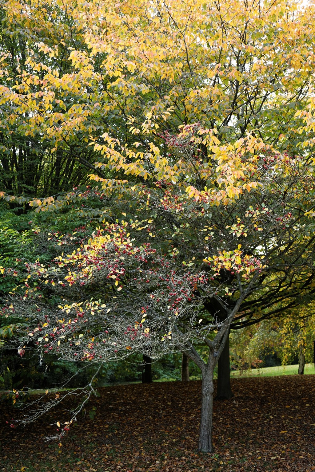 35 Best Hawthorn Tree Varieties - ProGardenTips