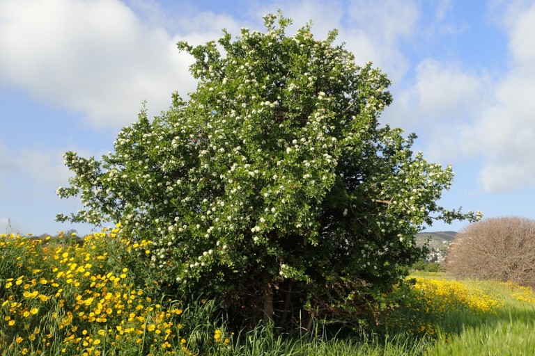 35 Best Hawthorn Tree Varieties - ProGardenTips