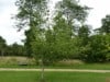 19 Most common trees in Iowa - ProGardenTips