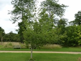 23 Most Common Trees in Nebraska - ProGardenTips