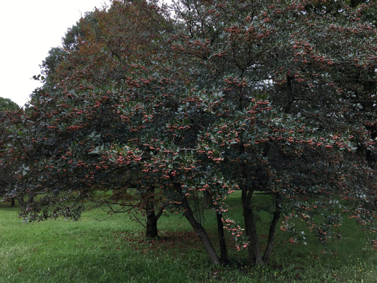 35 Best Hawthorn Tree Varieties - ProGardenTips