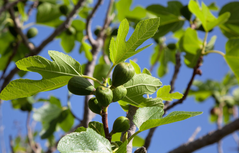 15 Best fruit trees for Utah - ProGardenTips