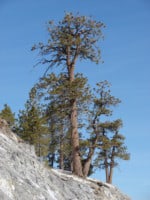 23 Most Common Trees in Nebraska - ProGardenTips