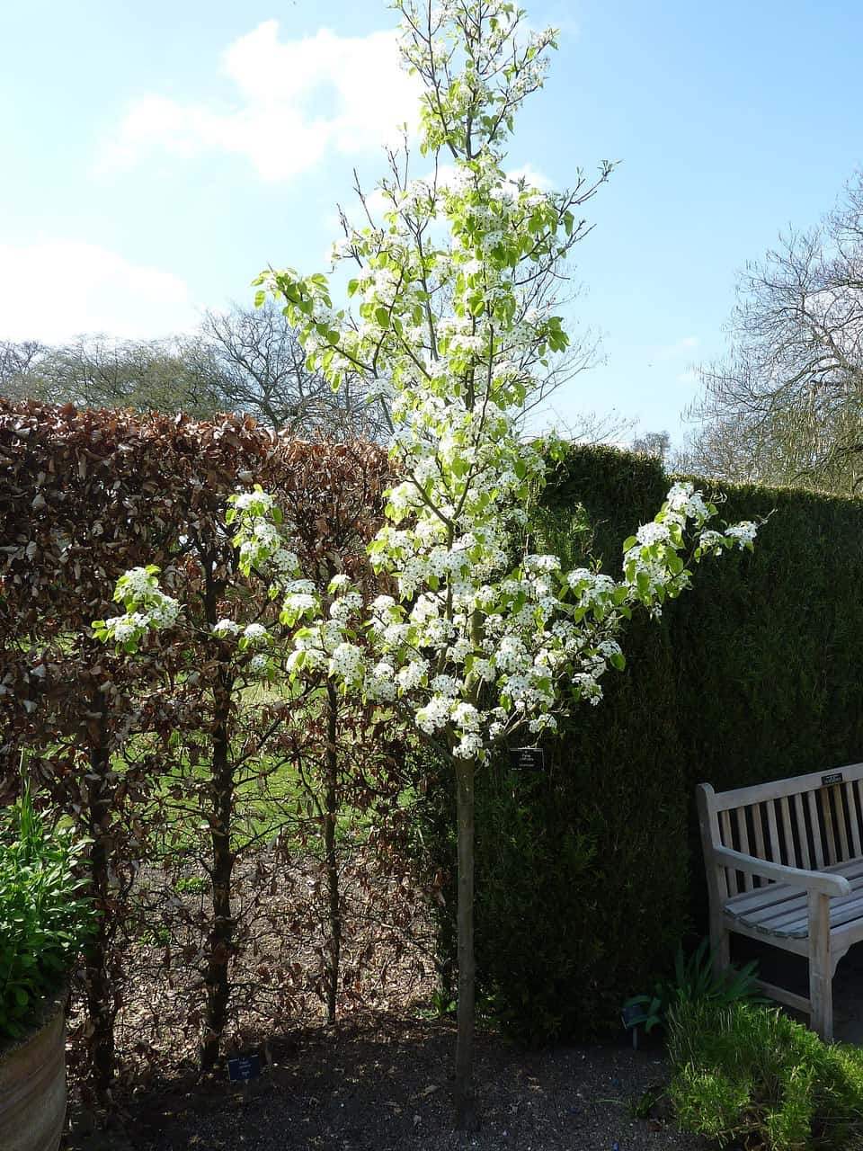 26 Fantastic Flowering Pear Tree Varieties - ProGardenTips