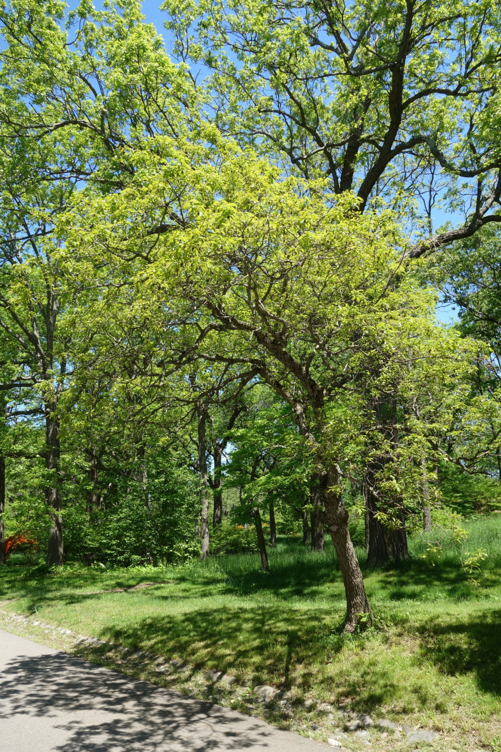 12 Common Types Of Oak Trees In Canada - ProGardenTips