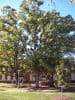 21 most common trees in Connecticut - ProGardenTips
