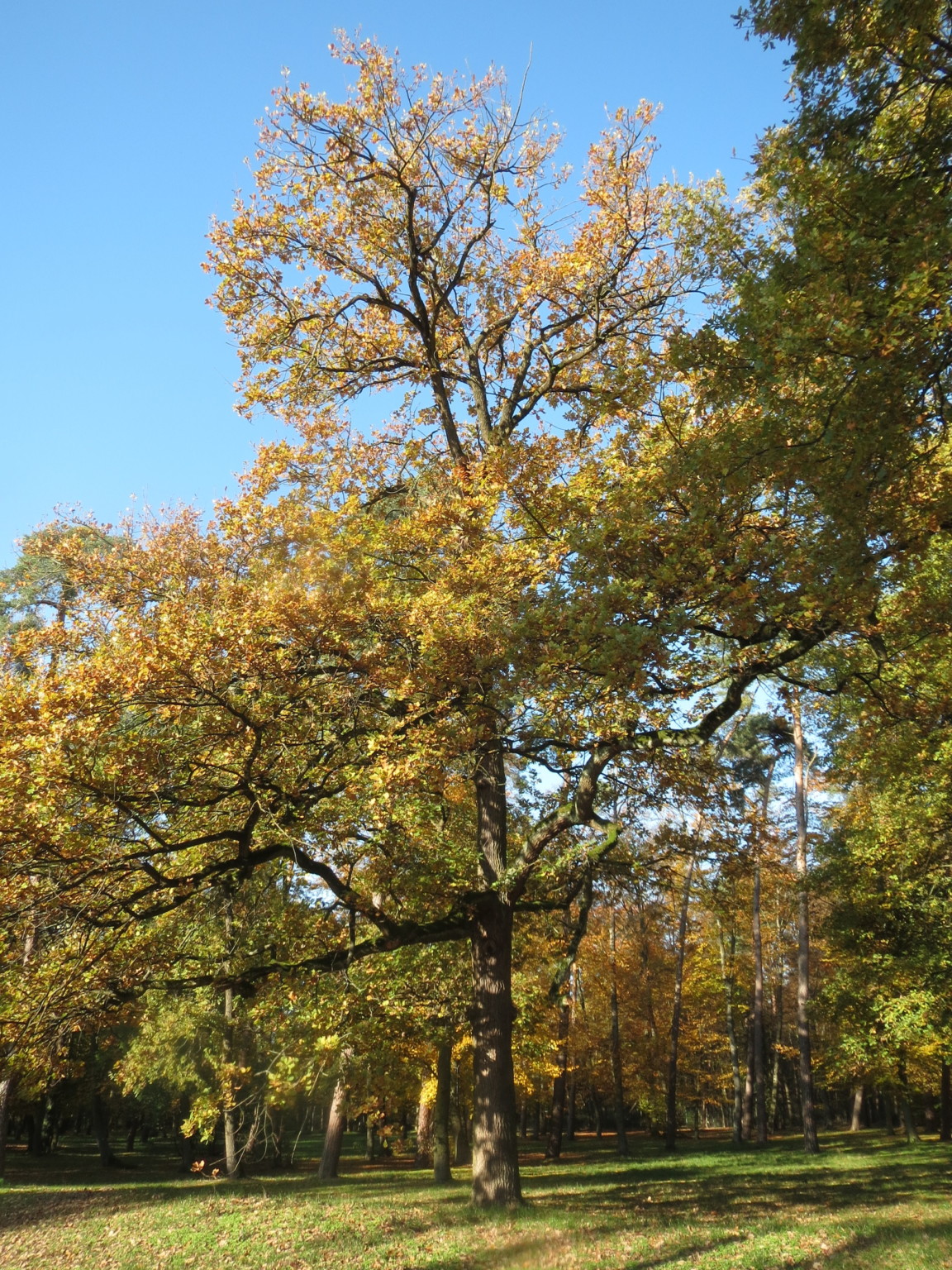 12 Common Types Of Oak Trees In Canada - ProGardenTips