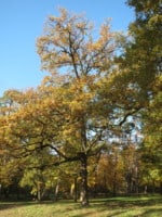 17 Most Common Trees in England - ProGardenTips
