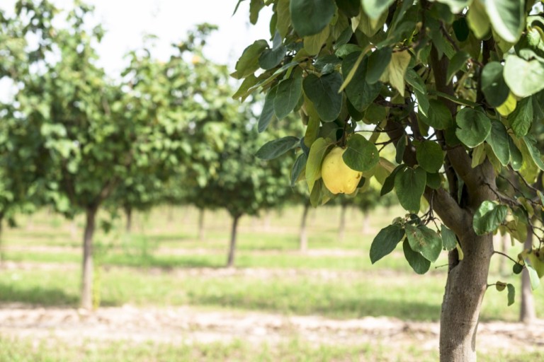 15 Best fruit trees for Utah - ProGardenTips