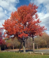 34 Most Common Trees in Alabama - ProGardenTips
