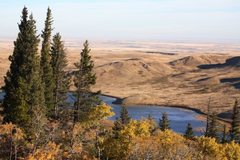 4 Different Types Of Pine Trees In Alberta - ProGardenTips