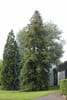 22 Most Common Trees in California - ProGardenTips