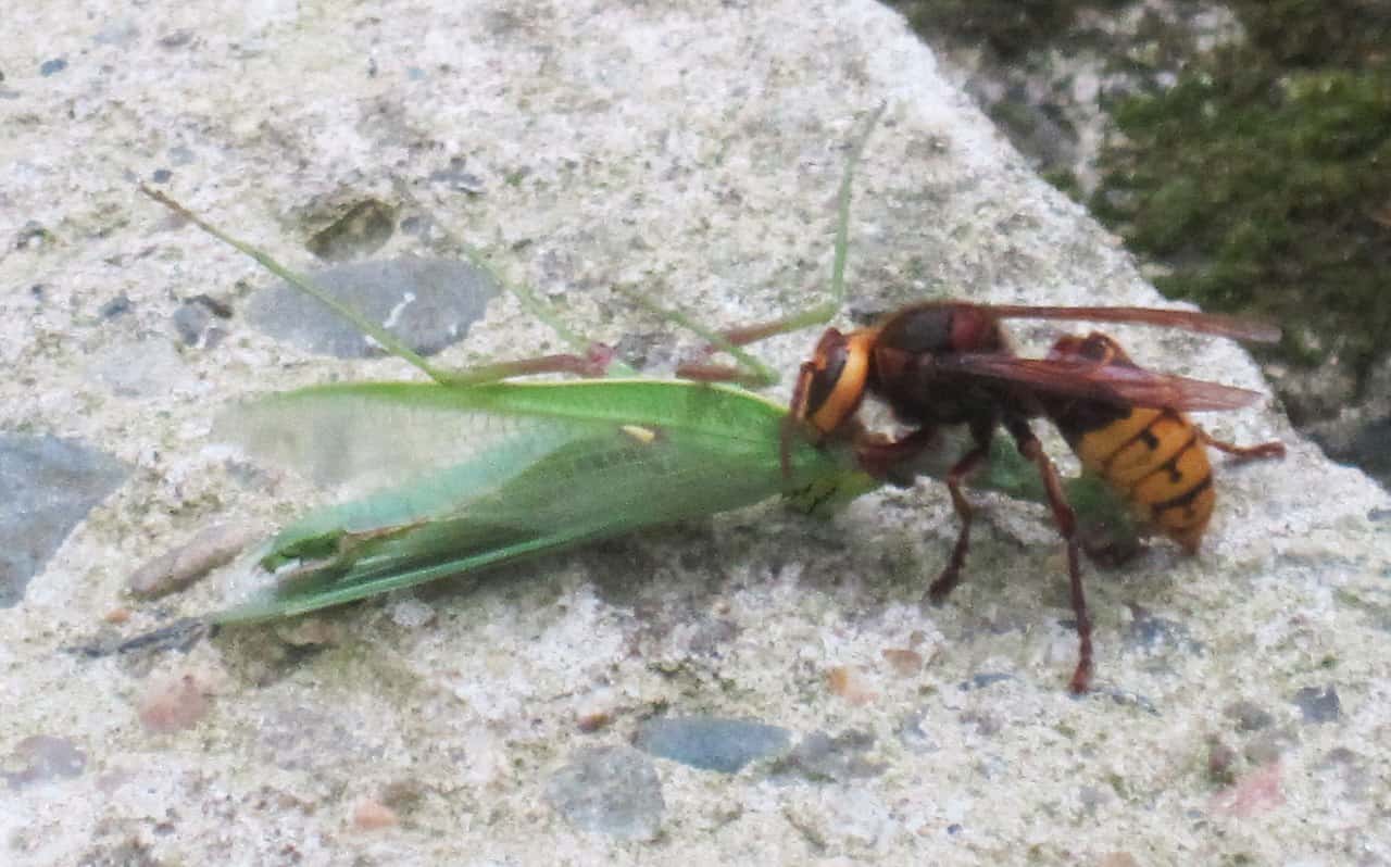 What Do Hornets Eat - ProGardenTips