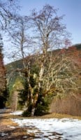 15 Most Common Trees in Washington State - ProGardenTips