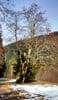15 Most Common Trees in Oregon - ProGardenTips