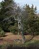 21 most common trees in Connecticut - ProGardenTips
