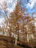 21 most common trees in Connecticut - ProGardenTips