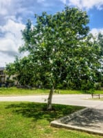17 Most Common Trees in Massachusetts - ProGardenTips