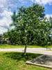 10 Trees Similar To Birch - ProGardenTips