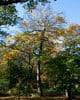 21 most common trees in Connecticut - ProGardenTips