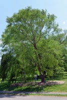 30 Most Common Trees in Kansas - ProGardenTips