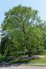 30 Most Common Trees in Kansas - ProGardenTips