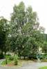 36 Most Common Trees in Missouri - ProGardenTips