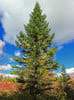 25 Most Common Trees in Wisconsin - ProGardenTips