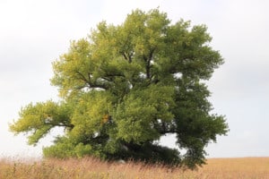 30 Most Common Trees in Kansas - ProGardenTips
