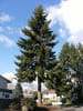 15 Most Common Trees in Washington State - ProGardenTips