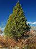 30 Most Common Trees in Kansas - ProGardenTips