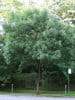 21 most common trees in Connecticut - ProGardenTips