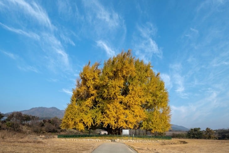 23 Gorgeous Ginkgo Tree Varieties - ProGardenTips